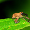 Small Weevil | Project Noah