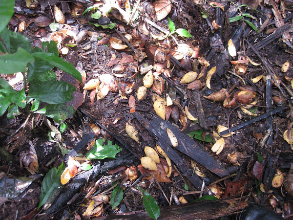 Maripa Palm | Project Noah