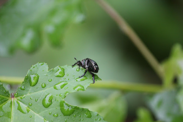 Japanese beetle | Project Noah
