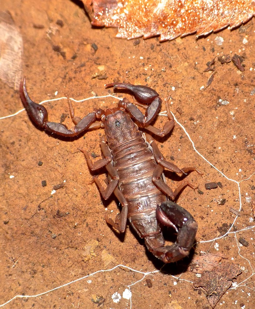Southern unstriped scorpion | Project Noah