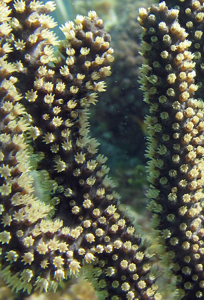 Black Sea Rod | Project Noah