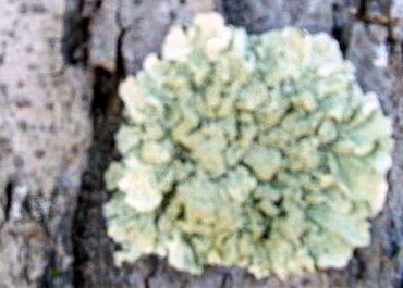 Lichen | Project Noah