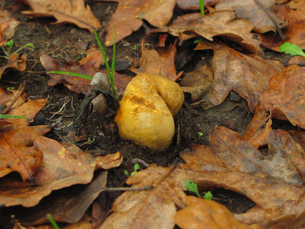 Pigskin Poison Puffball | Project Noah