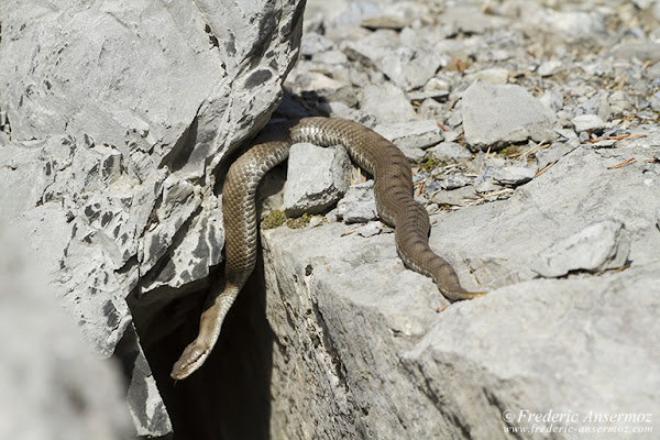 Aspic Viper | Project Noah