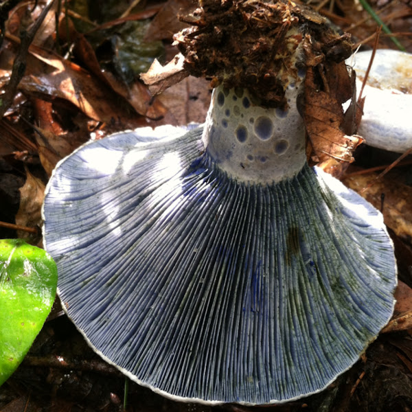 Indigo Milk Cap | Project Noah