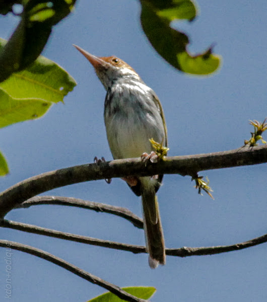 Trilling Tailorbird | Project Noah