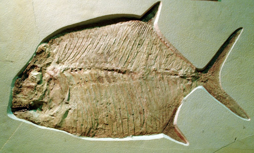 Gyrodus sp. — Google Arts & Culture