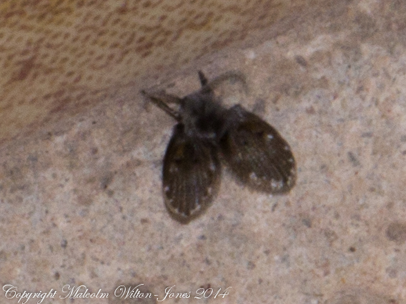 Drain Fly; Mosca de los baños | Project Noah