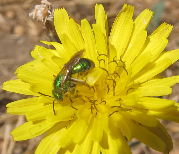 Metallic Green Bee (female) | Project Noah