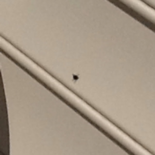 House Fly | Project Noah