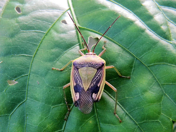 giant shield bug | Project Noah