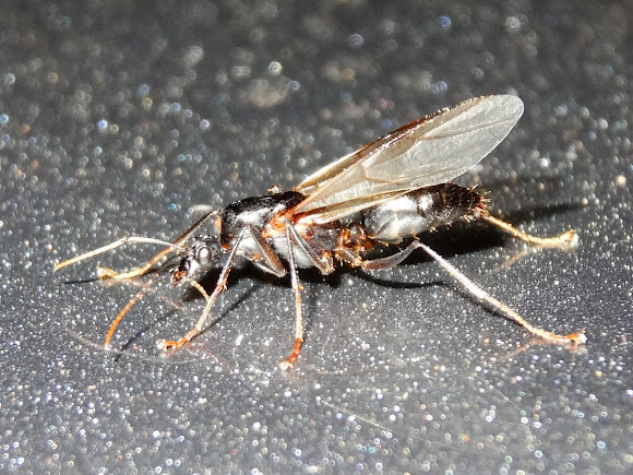 Silver ant | Project Noah