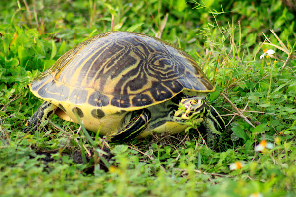 Peninsula Cooter Turtle | Project Noah