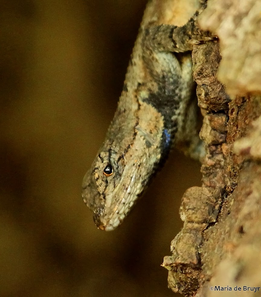 Redirecting to https://projectnoah.org/spotting/629147