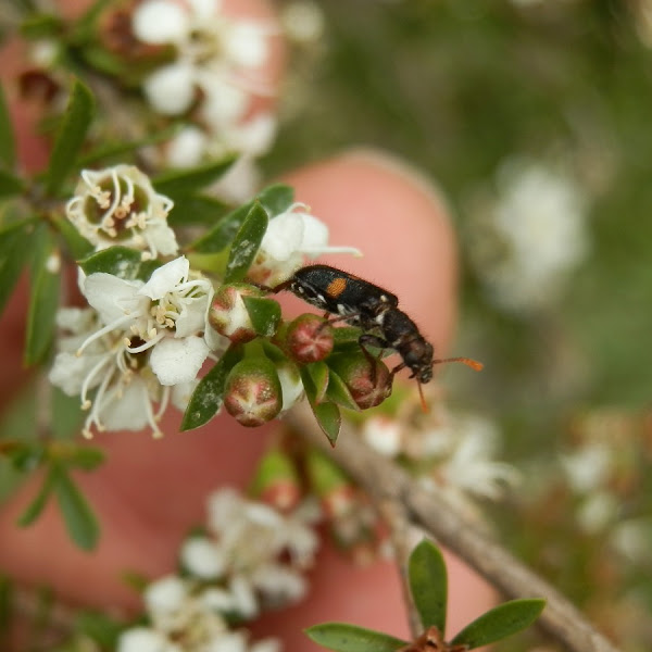 Checkered Beetle (Clerid Beetle) | Project Noah