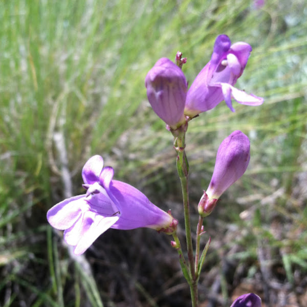 Upright Blue Beardtongue | Project Noah