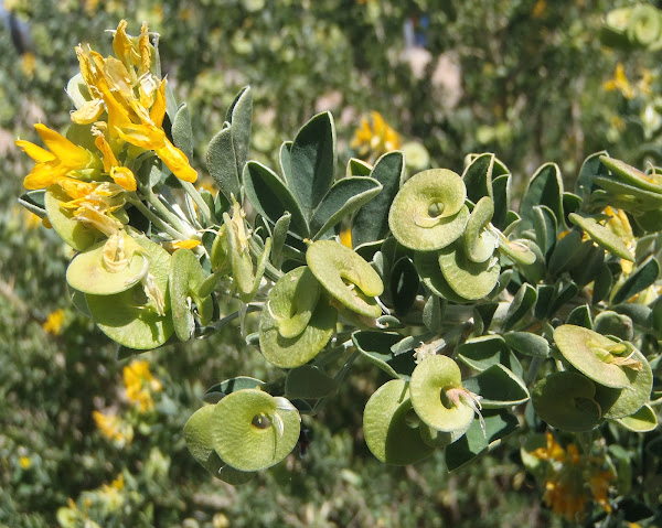 Tree medick. Alfalfa arbórea | Project Noah