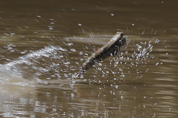 Mudskipper | Project Noah