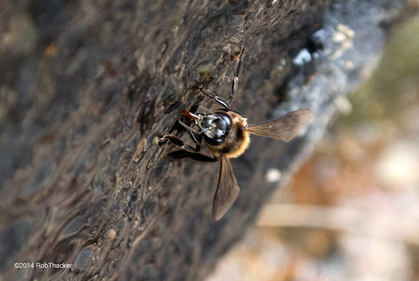 Giant Honey Bee, Rock Honeybee | Project Noah