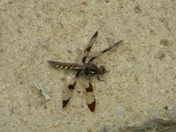 Spotting | Project Noah