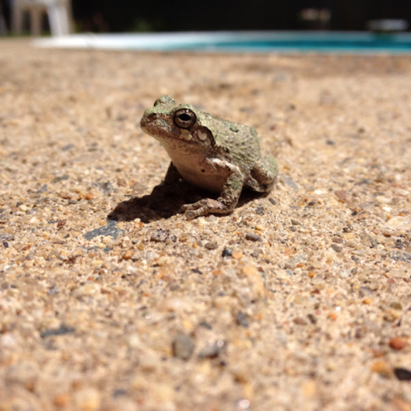 Gray Tree Frog | Project Noah