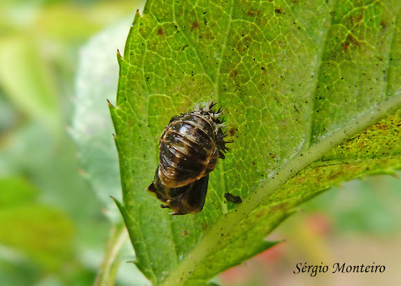 Pupa de joaninha (Multicolored Asian Lady Beetle pupa) | Project Noah