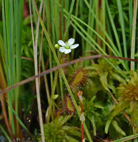 Spoon-Leaf Sundew | Project Noah