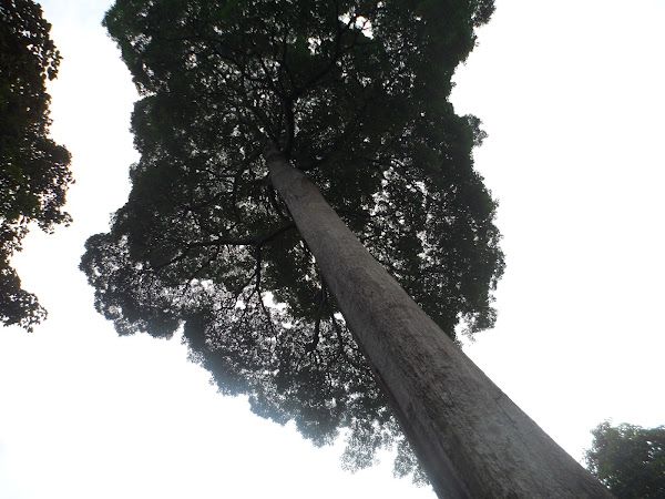 Common Pulai | Project Noah