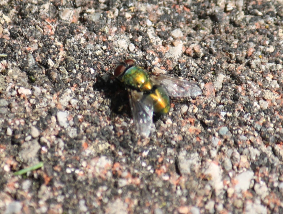 common green bottle fly | Project Noah