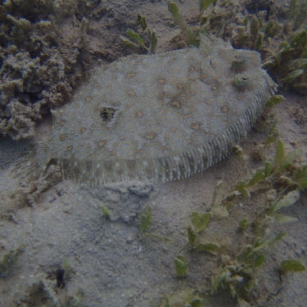 Olive flounder | Project Noah