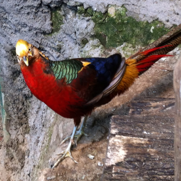 Golden Pheasant | Project Noah