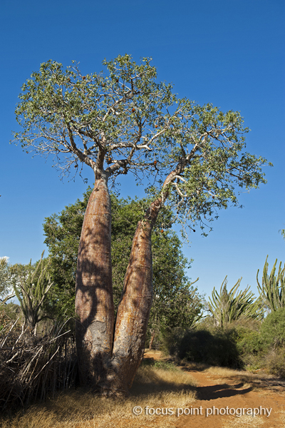 Baobab forest | Project Noah