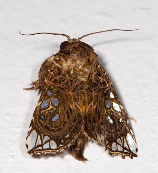 Noctuid Moth | Project Noah