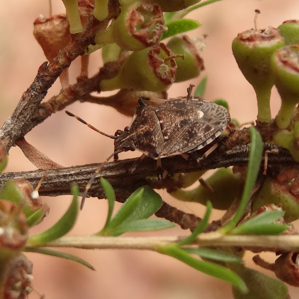 Oncocoris apicalis | Project Noah