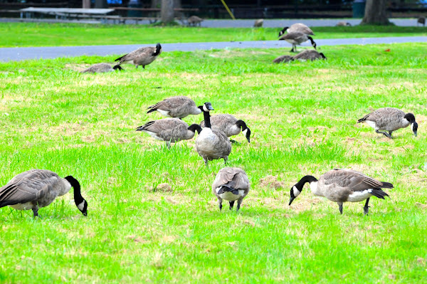 Canada Goose | Project Noah