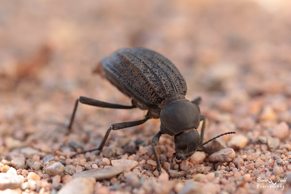 Fog drinkers beetle | Project Noah