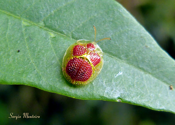 Red and gold tortoise beetle | Project Noah