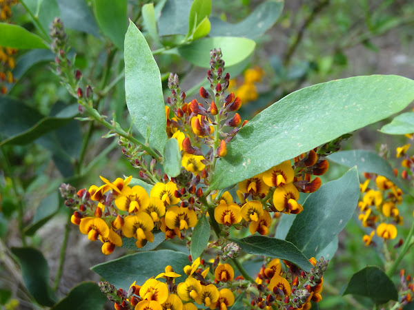 Hop bitter-pea | Project Noah