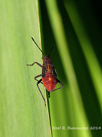 Western Boxelder Bug Nymph | Project Noah