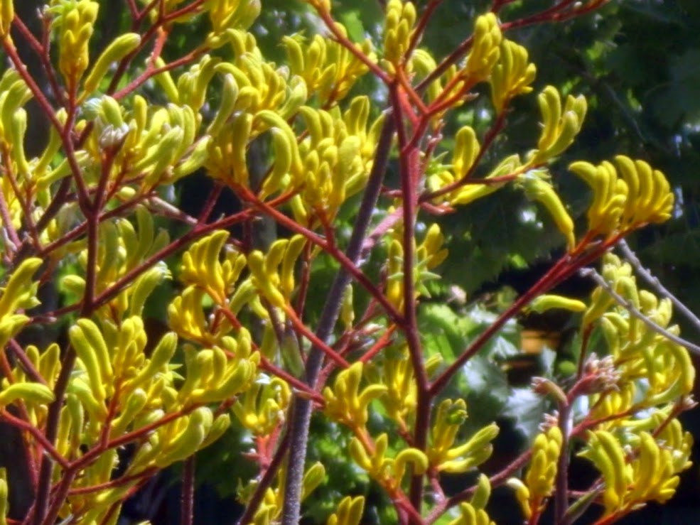 Yellow Kangaroo Paw | Project Noah