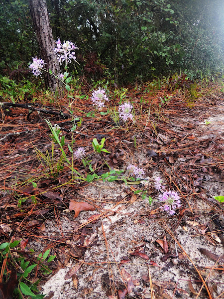 Clasping Warea | Project Noah