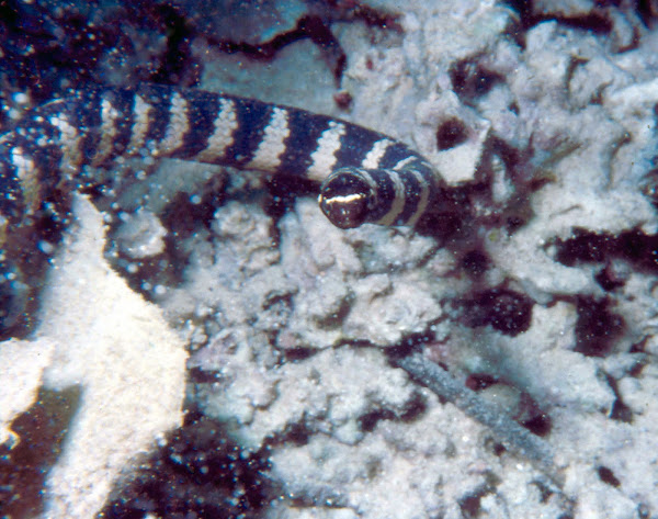 black-banded sea snake | Project Noah