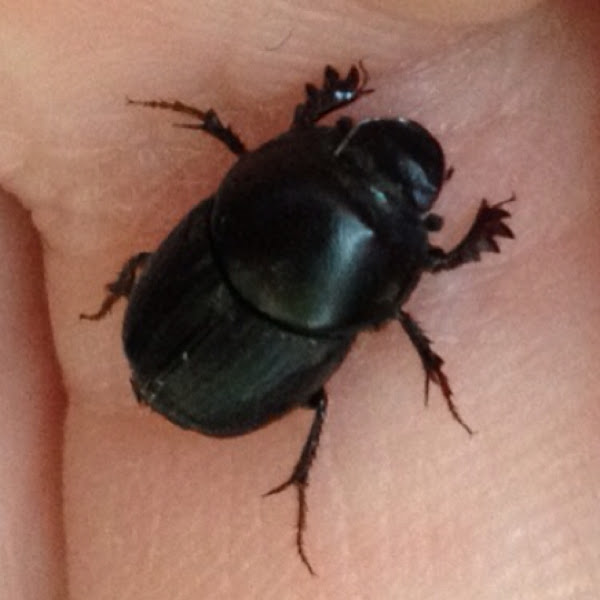 Bull Headed Dung Beetle | Project Noah