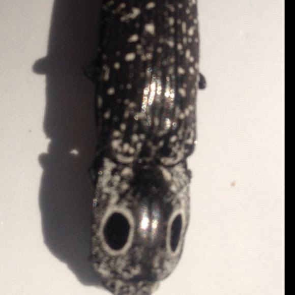 Popping beetle | Project Noah