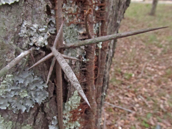 Honey locust | Project Noah
