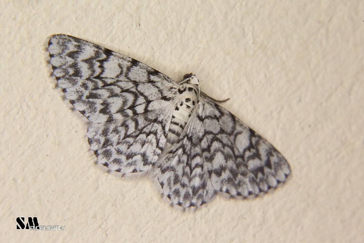 Geometer moth | Project Noah