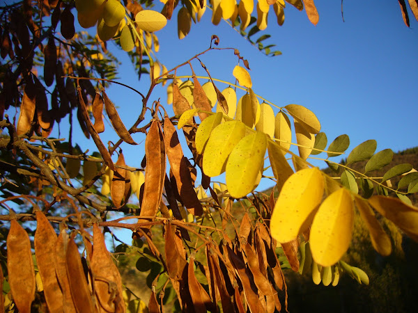 acacia | Project Noah