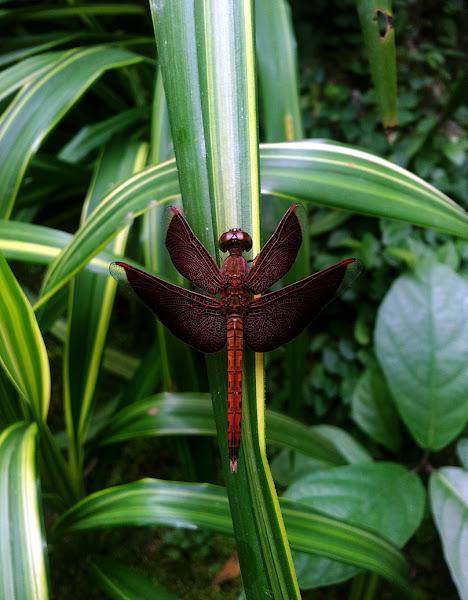 Common Parasol | Project Noah