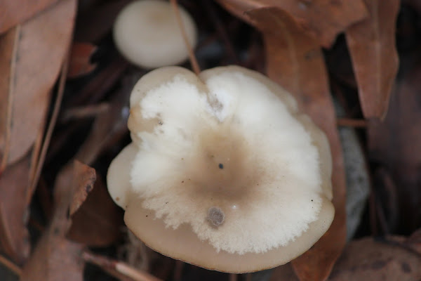 Common Funnel Mushroom | Project Noah