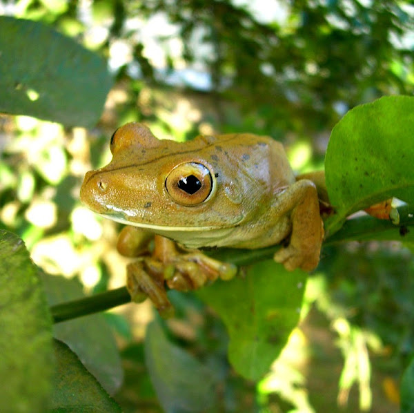 Gladiator Frog | Project Noah